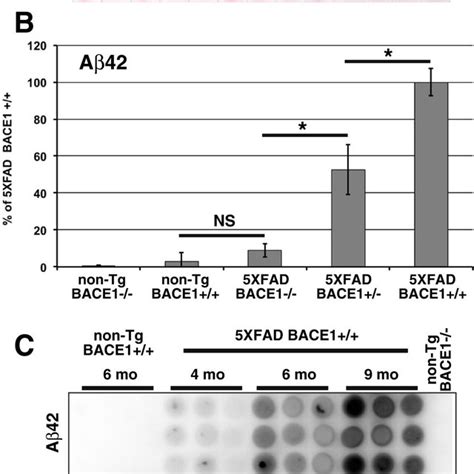 Dot Blot Assay Effectively Measures Relative Levels Of Cerebral Aβ42