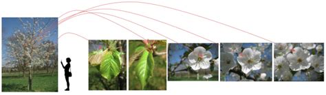 Building Image Classification Model Based On Pre Trained Neural Network