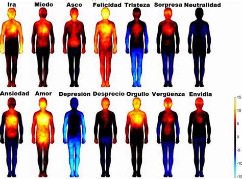Relación Entre Partes Del Cuerpo Y Emociones ¿qué Nos Dice