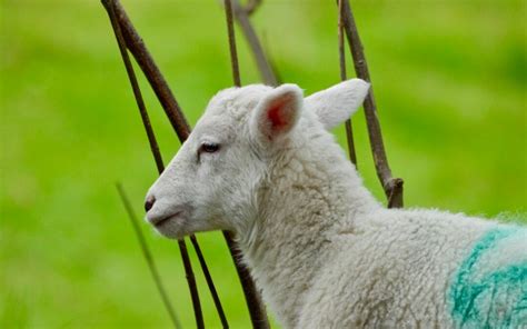 How IoT Enabled Livestock Monitoring Transforms Farming Efficiency And