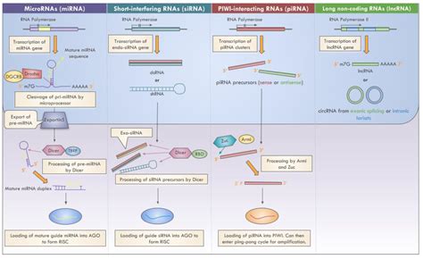 Non Coding Rnas In Cancer Diagnosis And Therapy Focus On Lung Cancer