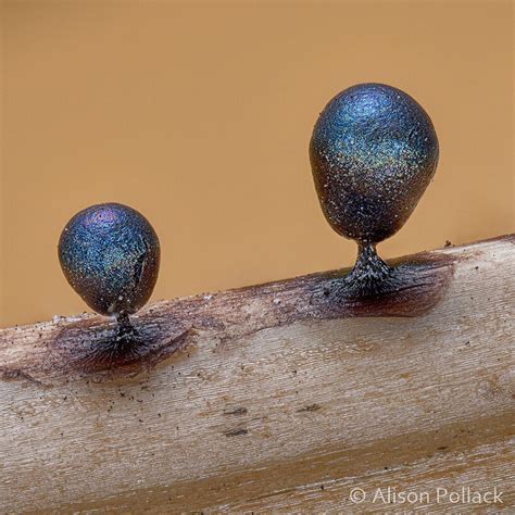 Alison Pollack Captures Miniature Mushrooms And Fungi In Macro Photography