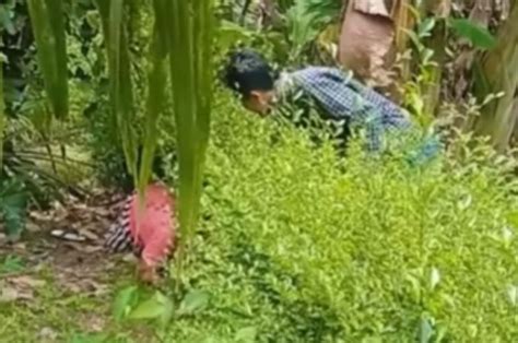 Viral! Nenek Ketahuan Sembunyi di Semak-semak oleh Petugas Koperasi ...