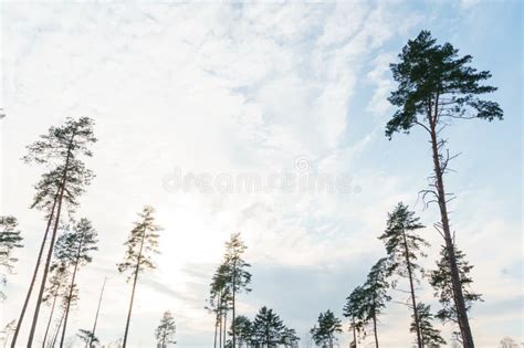 Treetops In The Forest Against The Blue Sky On A Summer Day Cutting Down Trees And Shrubs