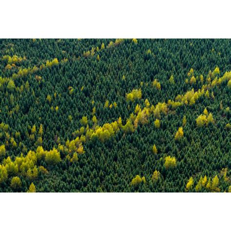 Millwood Pines The Boreal Forest On Canvas By Patricklauzon Print