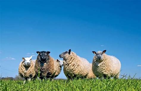 Farming Through The Summer Beating Facial Eczema In Sheep The Old