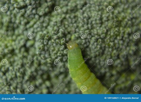 Macro Photography To A Green Cabbage Worm With A Green Broccoli Stock