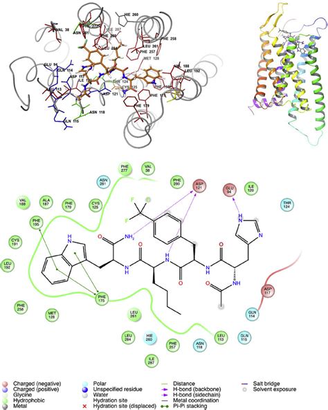 Best Docking Pose For Hmc1r Selective Ligand Ac His D Phe4 Cf 3