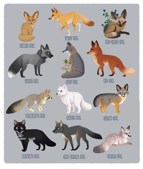 Cat Fox Breed