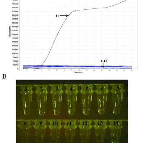 Comparison Of The Sars Cov 2 Real Time Rt Raa With The Rt Qpcr Assay On