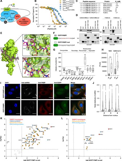 Pabp1 Is Subjected To Viral Interference And Serves As A Valid Target