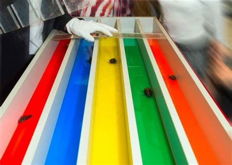 How To Get Roaches Out Of Electronics 7 Ways Risksreasons The