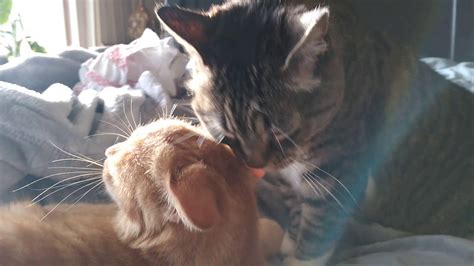 Great Pussy Licking Telegraph
