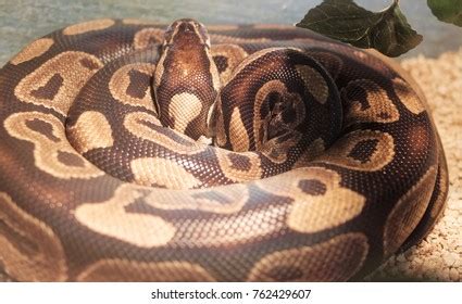 Detail Python Regius Natural Museum Stock Photo Shutterstock