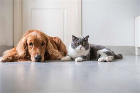 ცხოველის წამების სასტიკი მოპყრობის გამო სასჯელი მკაცრდება კანონი მე 3 მოსმენით დაამტკიცეს