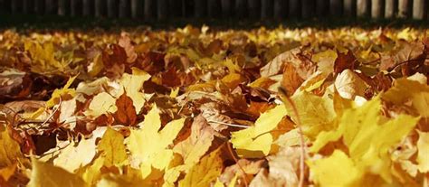 Leaf Mulch And Leaf Compost Turn Fall Leaves Into Garden Gold Organic