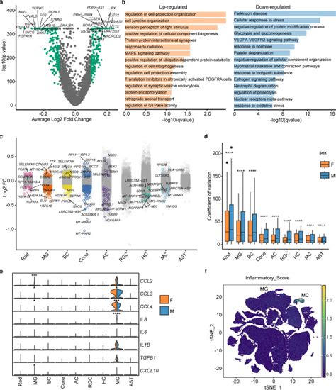 A Comprehensive Analysis Of Sex Biased Gene Expression In The Aging