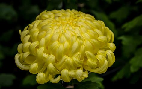 Хризантемы бигуди (Большое количество фотографий) - treepics.ru