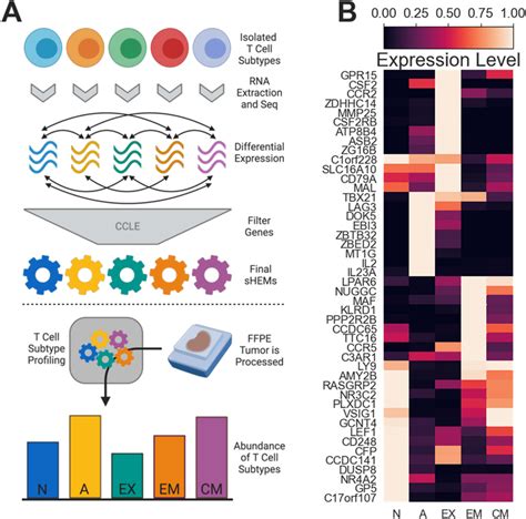 Subtype Health Expression Models Discriminate T Cell Subtypes A