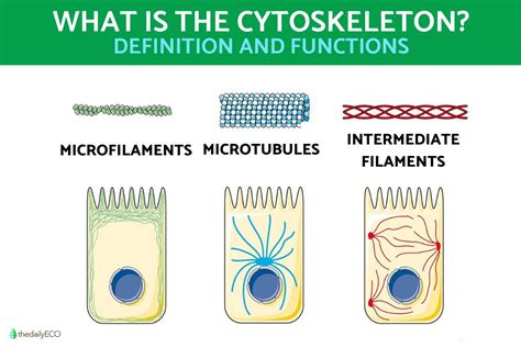 What Is The Cytoskeleton And Its Functions Definition And Structure
