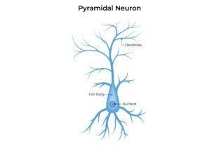 Pyramidal Neuron Anatomy Vector Illustra Graphic By As Ashik · Creative