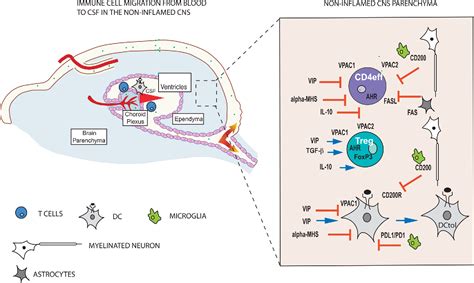 Figure 1 From Sensing The Microenvironment Of The Central Nervous