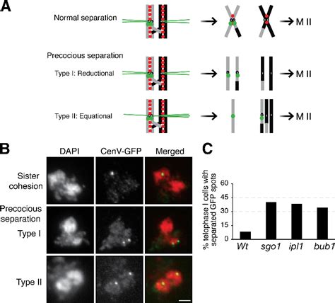 Figure 1 From The Aurora Kinase Ipl1 Maintains The Centromeric