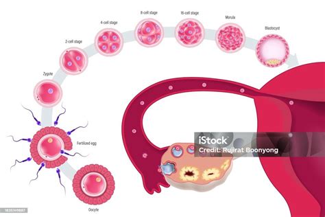 Diagram Of Early Human Embryonic Development Human Embryogenesis