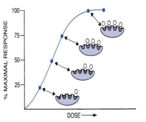 Efficacy Potency And Safety Of Drugs Flashcards Quizlet