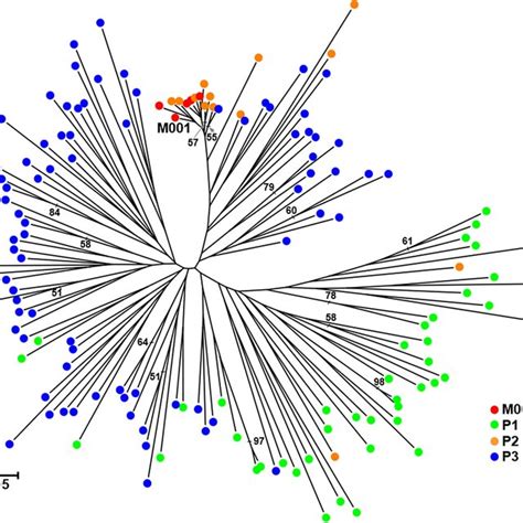 Histogram Of Number Of Different Alleles Based On 15 Polymorphic