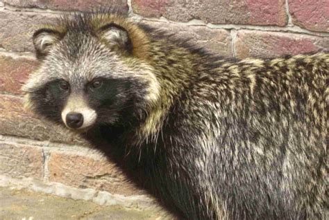 Jak Wygl Da Jenot Czy Jenot Jest Gro Ny Jenot A Szop Dlakonsumenta