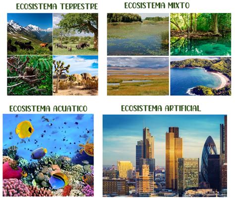 Tipos De Ecossistema Terrestre Ecosistemas