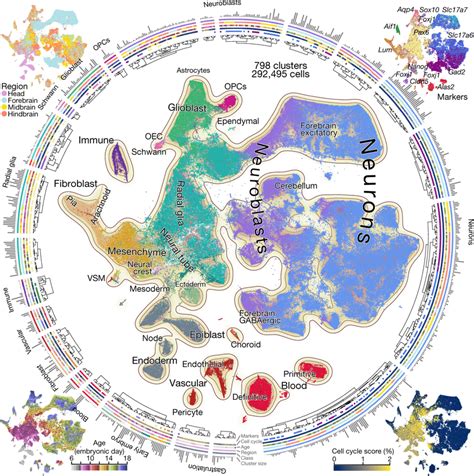 Atlas Of The Developing Mouse Brain A T Distributed Stochastic Download Scientific Diagram