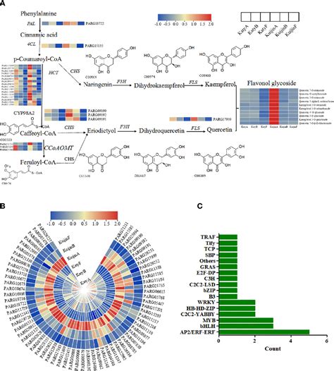 Figure 6 From Transcriptome And Metabolome Analysis Of Flavonol Synthesis In Apricot Fruits