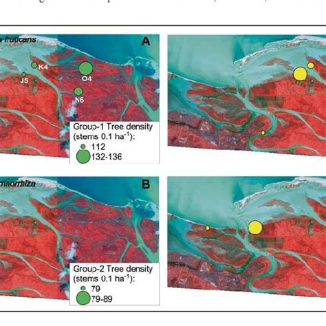 Pdf Mangrove Species Distribution And Abundance In Relation To Local Environmental Settings A