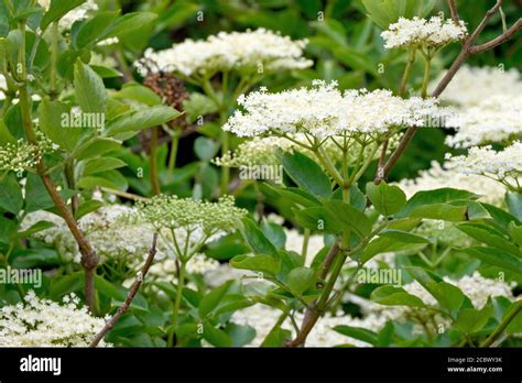 Elder Elderflower Or Elderberry Sambucus Nigra Close Up Of Several