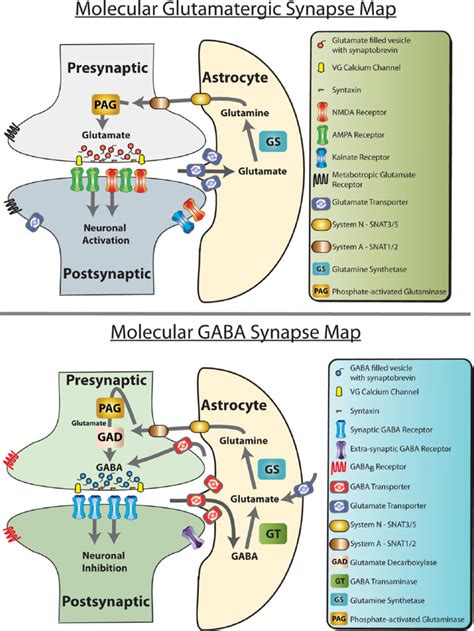 Synaptic Molecules Relevant To Circuit Function Top Example