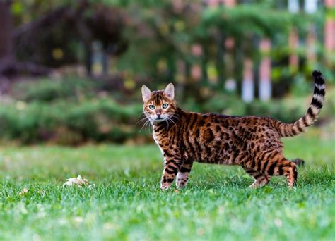 Bengal Cat Hip Problems At Milla Slessor Blog
