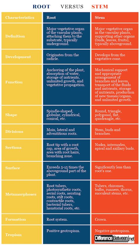 Difference Between Root And Stem Difference Between