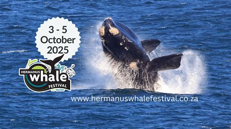 Hermanus Whale Festival 2025 Activity Guide Cape Town And Western