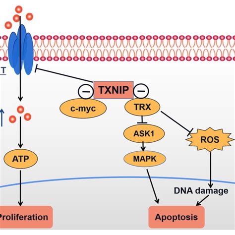 Pdf Research Progress Of Txnip As A Tumor Suppressor Gene