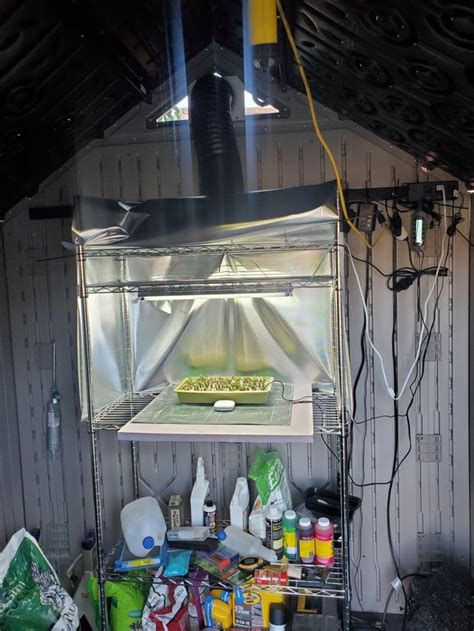 Germination Method And What I Have Learned So Far Rsanpedrocactusseeds