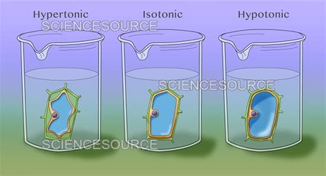 Hypertonic Plant Cell