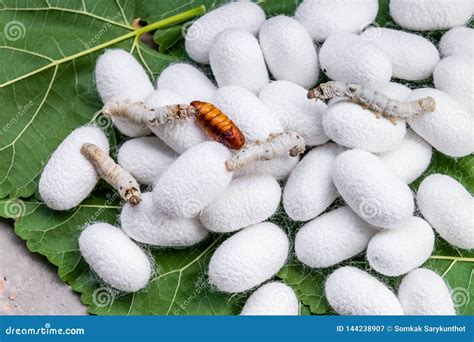 White Silk Cocoon Stock Image Image Of Shape Silky 144238907