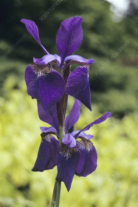 Siberian Iris Stock Image B Science Photo Library