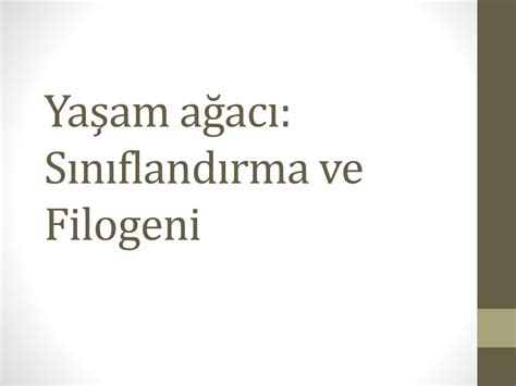 PPT Yaşam ağacı Sınıflandırma ve Filogeni PowerPoint Presentation ID