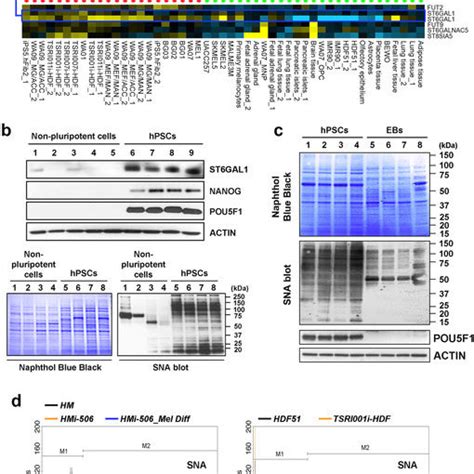 Sequence Similarity Network The Similarity Network Was Constructed As Download Scientific