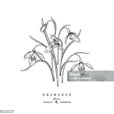 스케치 플로럴 장식 세트 스노우 드롭 꽃 그림 흰색 배경에 고립 된 라인 아트와 흑백 손으로 그린 식물 삽화 요소 벡터입니다 0명에 대한 스톡 벡터 아트 및 기타 이미지