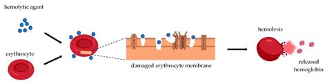 Injectable Liposome Hemolysis Testing Cd Formulation