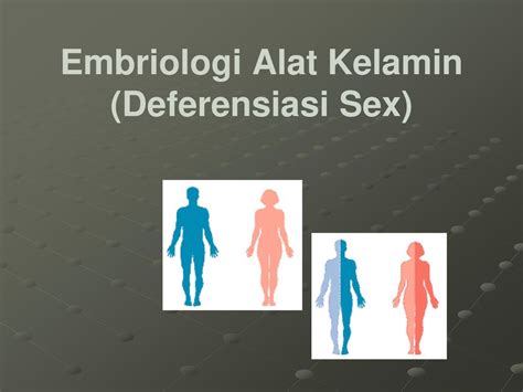 Embriologi Alat Kelamin Deferensiasi Sex Ppt Download